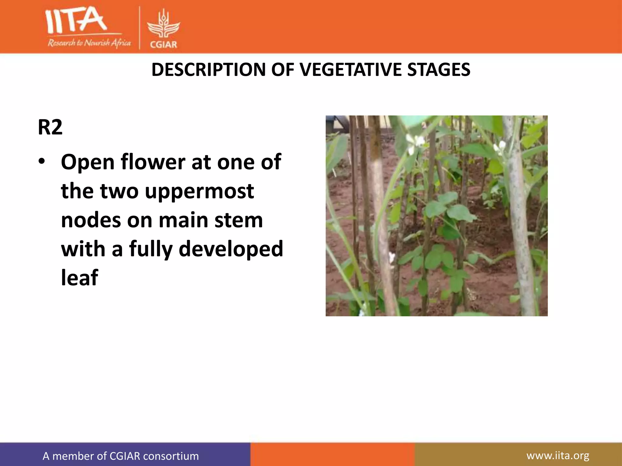 Morphology and Physiology of Soybean | PPTX