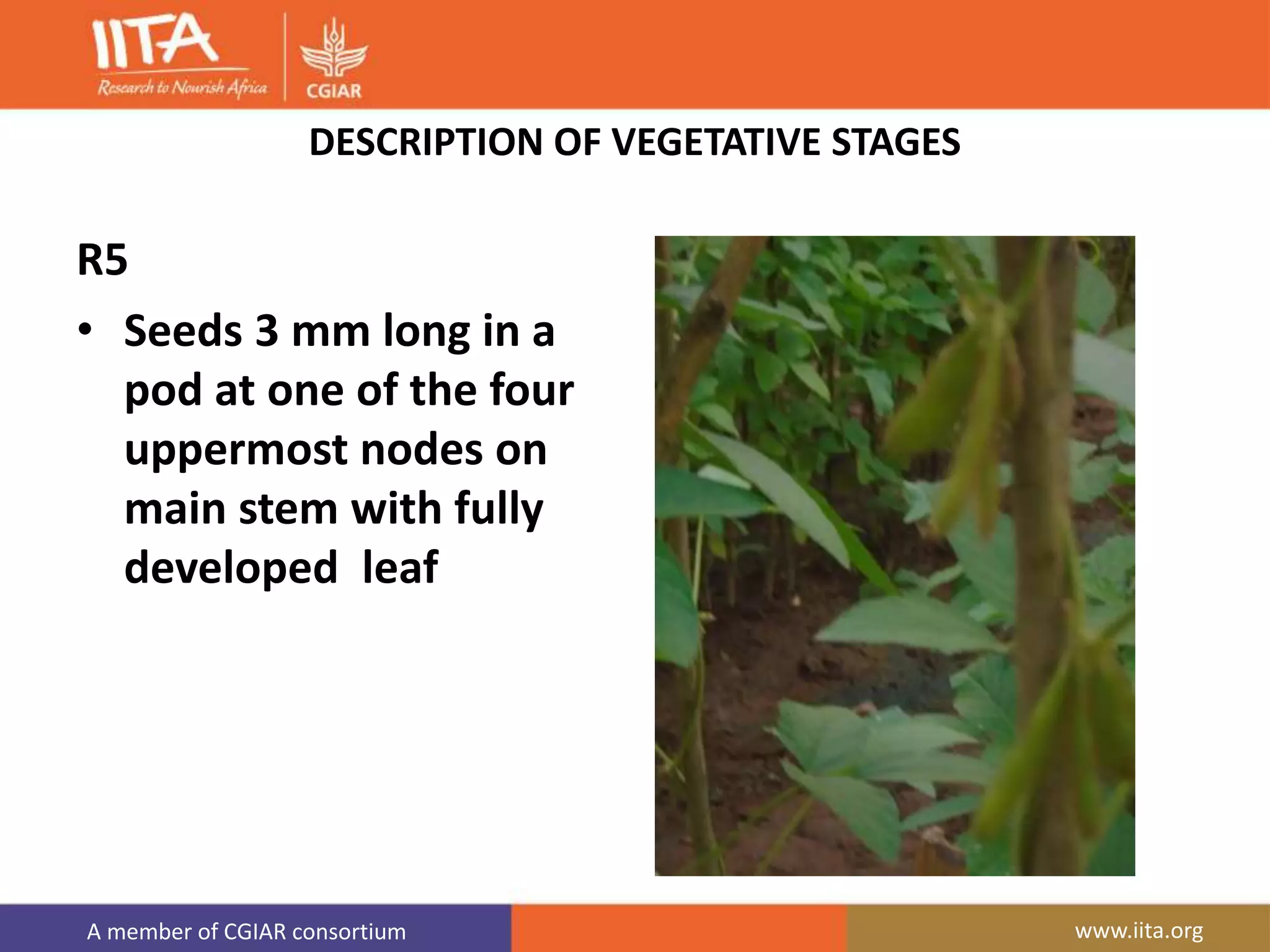 Morphology and Physiology of Soybean | PPTX