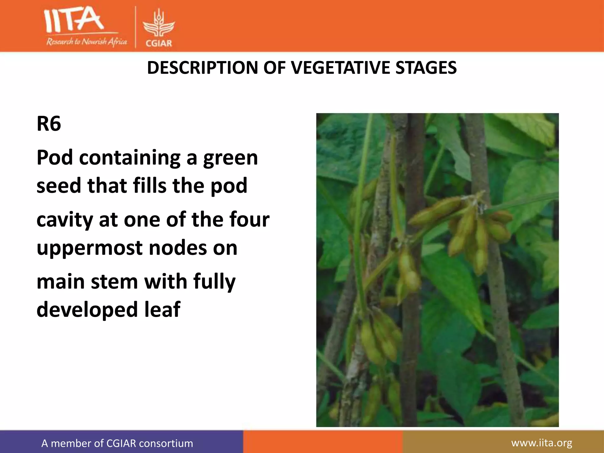 Morphology and Physiology of Soybean | PPTX