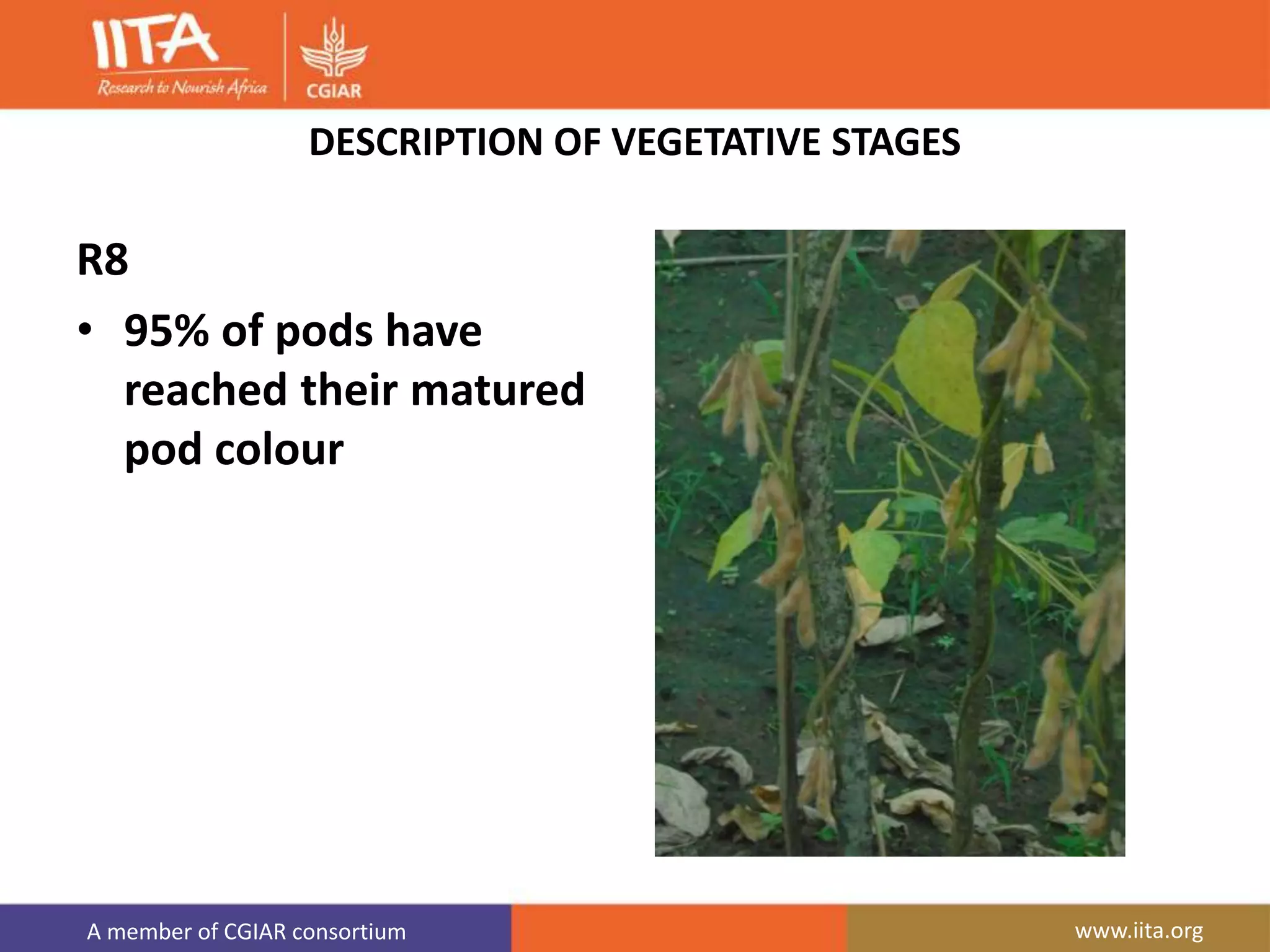 Morphology and Physiology of Soybean | PPTX