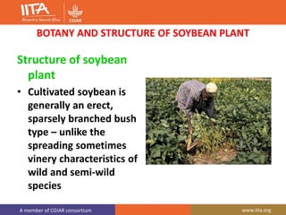 Morphology and Physiology of Soybean | PPTX