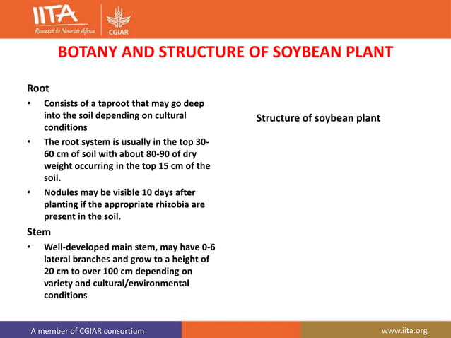 Morphology and Physiology of Soybean | PPTX | Agriculture | Industries