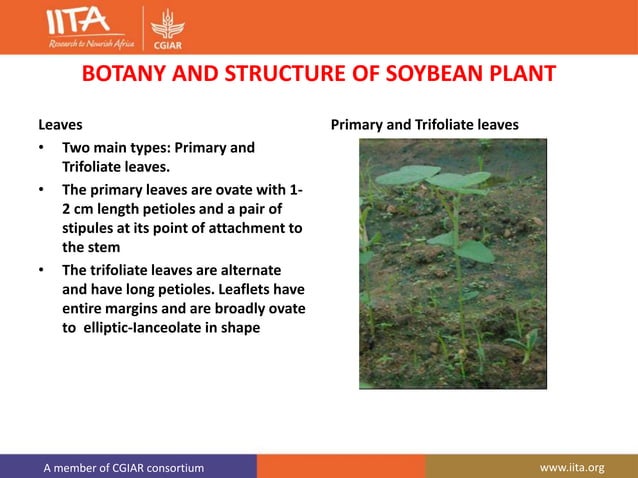 Morphology and Physiology of Soybean | PPTX | Agriculture | Industries