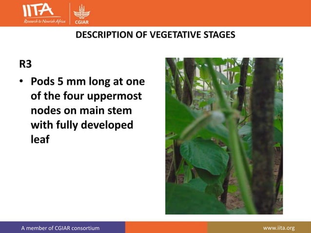 Morphology and Physiology of Soybean | PPTX | Agriculture | Industries