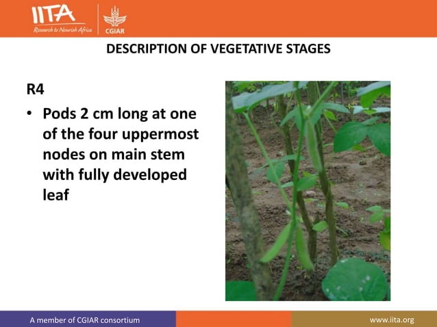 Morphology and Physiology of Soybean | PPTX | Agriculture | Industries