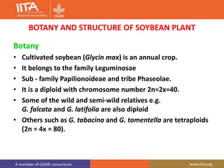 Morphology and Physiology of Soybean | PPTX