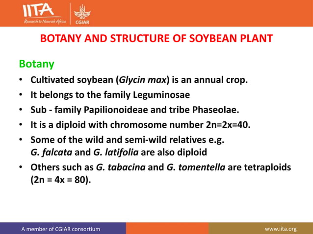 Morphology and Physiology of Soybean | PPTX | Agriculture | Industries