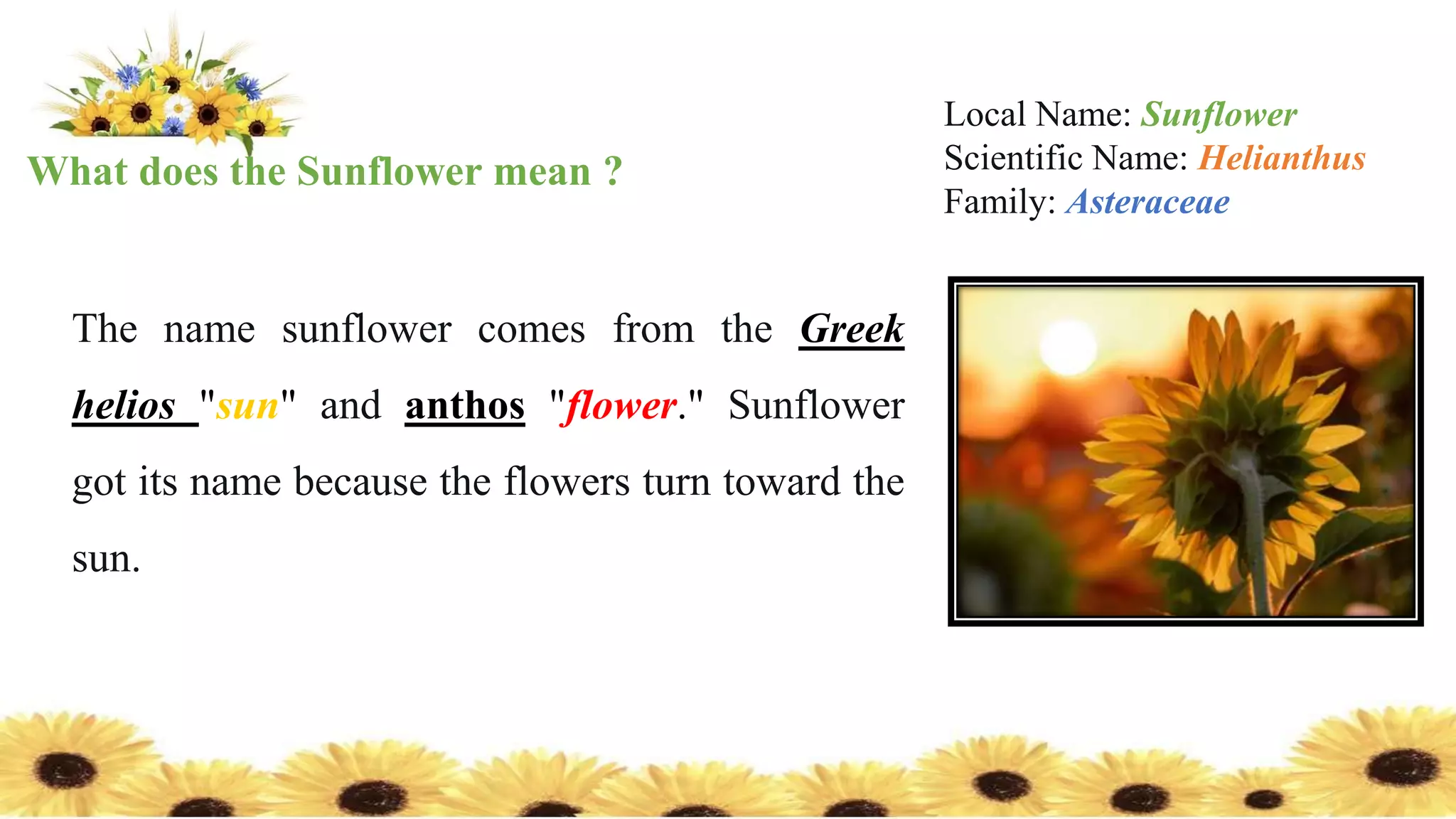 sunflower.ppt | PPTX