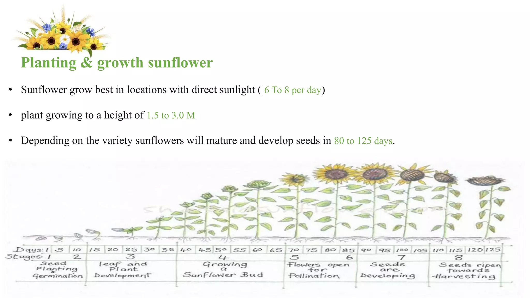 sunflower.ppt | PPTX