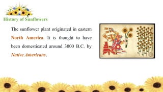 sunflower.ppt | PPTX