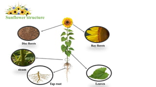 sunflower.ppt | PPTX