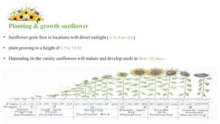 sunflower.ppt | PPTX