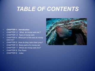 Moray Eels | PPT