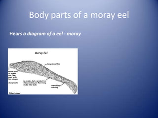 Moray Eels | PPT