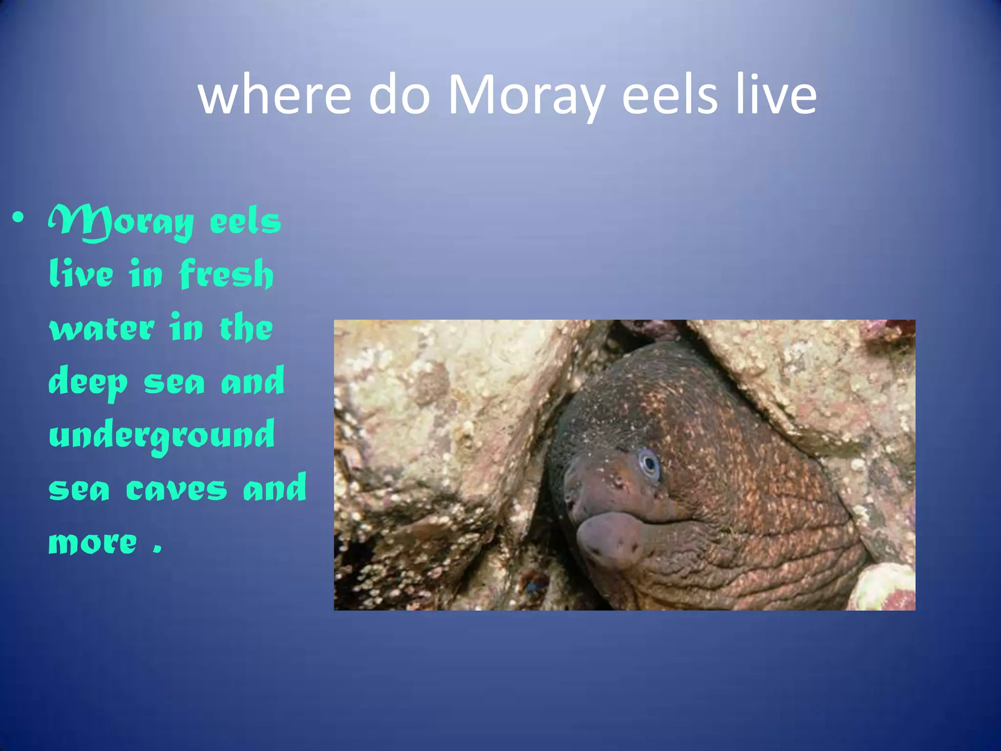 Moray Eels | PPTX