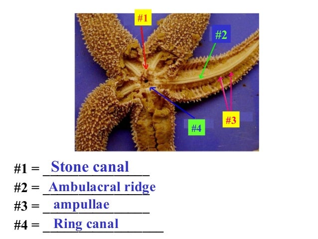Sp06 starfish parts 1