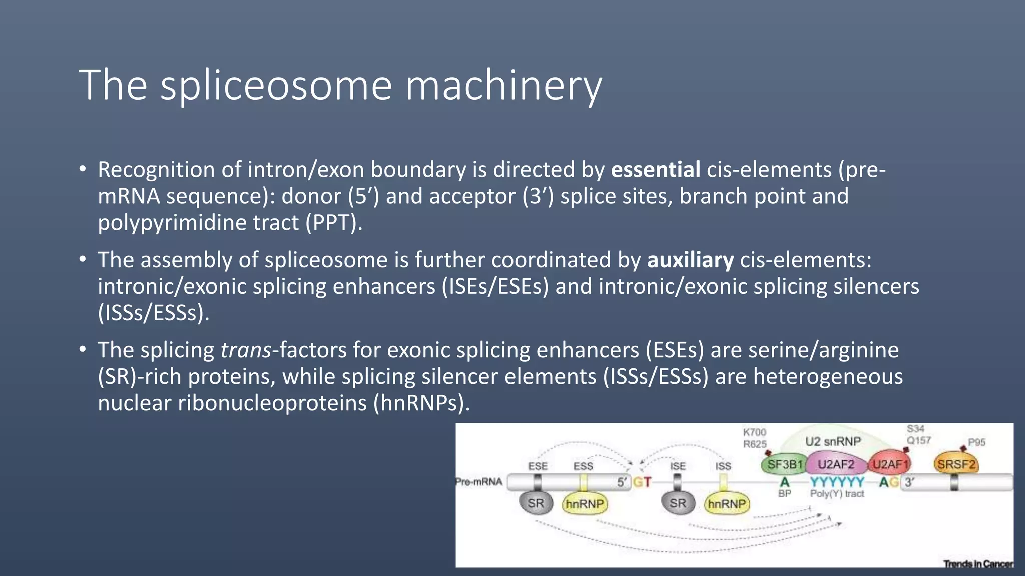 Spliceosome | PPTX