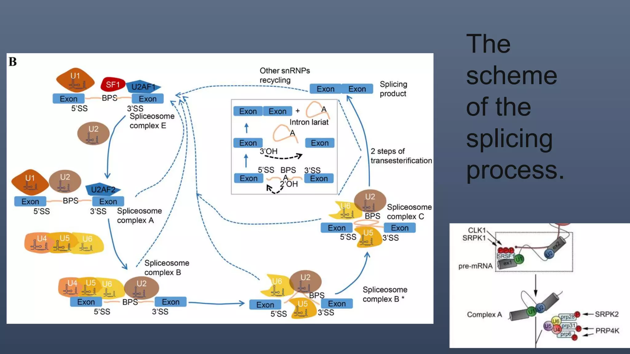 Spliceosome | PPTX