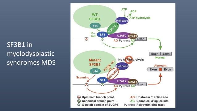 Spliceosome | PPTX