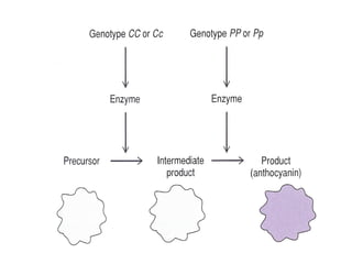 Epistatic gene interaction by BIOTECHNOLOGY CIIT ABBOTTABAD | PPT