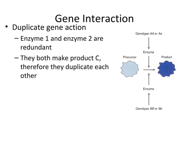 Epistatic gene interaction by BIOTECHNOLOGY CIIT ABBOTTABAD | PPT