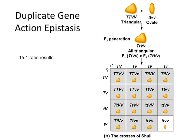 Epistatic gene interaction by BIOTECHNOLOGY CIIT ABBOTTABAD | PPT