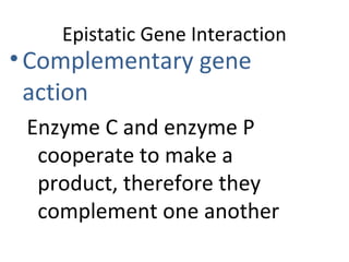 Epistatic gene interaction by BIOTECHNOLOGY CIIT ABBOTTABAD | PPT