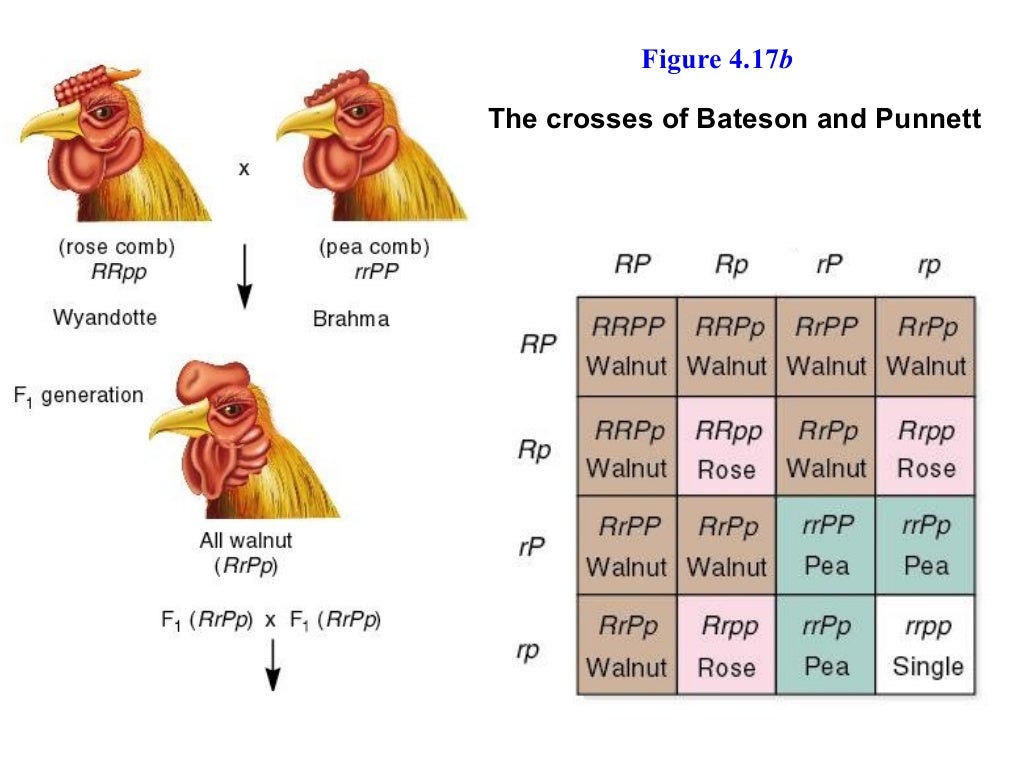 Epistatic gene interaction by BIOTECHNOLOGY CIIT ABBOTTABAD