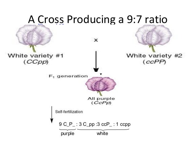 Epistasis Genetics