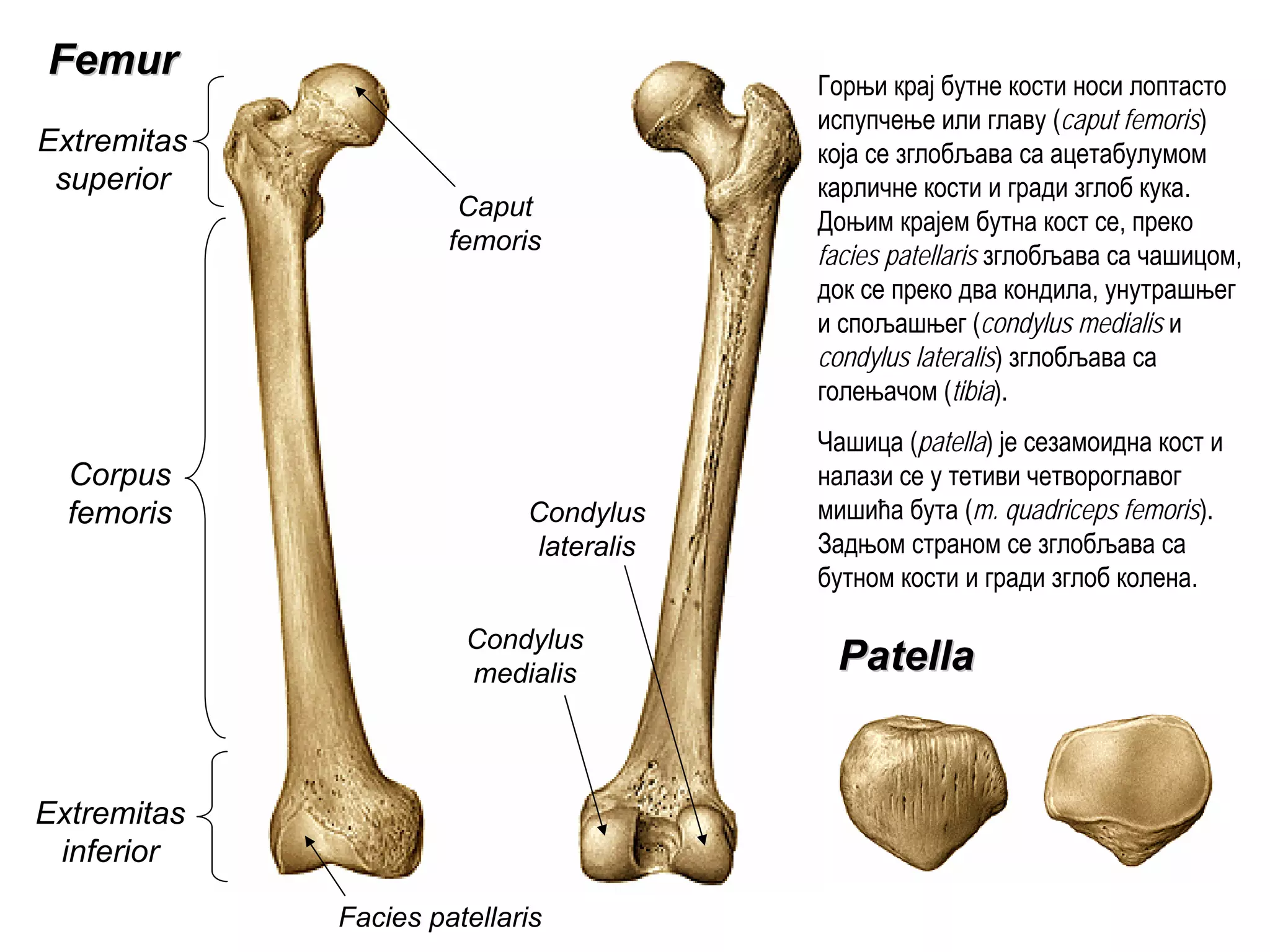 Anatomija lokomotornog sistema | PDF