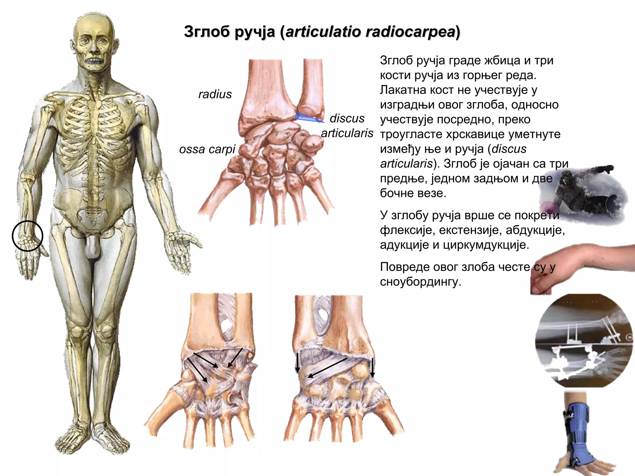Anatomija lokomotornog sistema | PDF