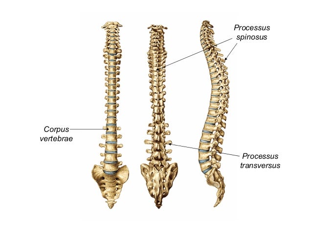 Anatomija lokomotornog sistema