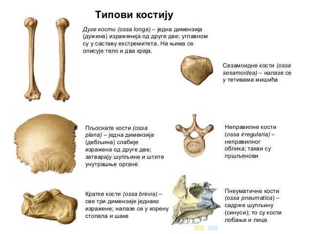 Anatomija lokomotornog sistema