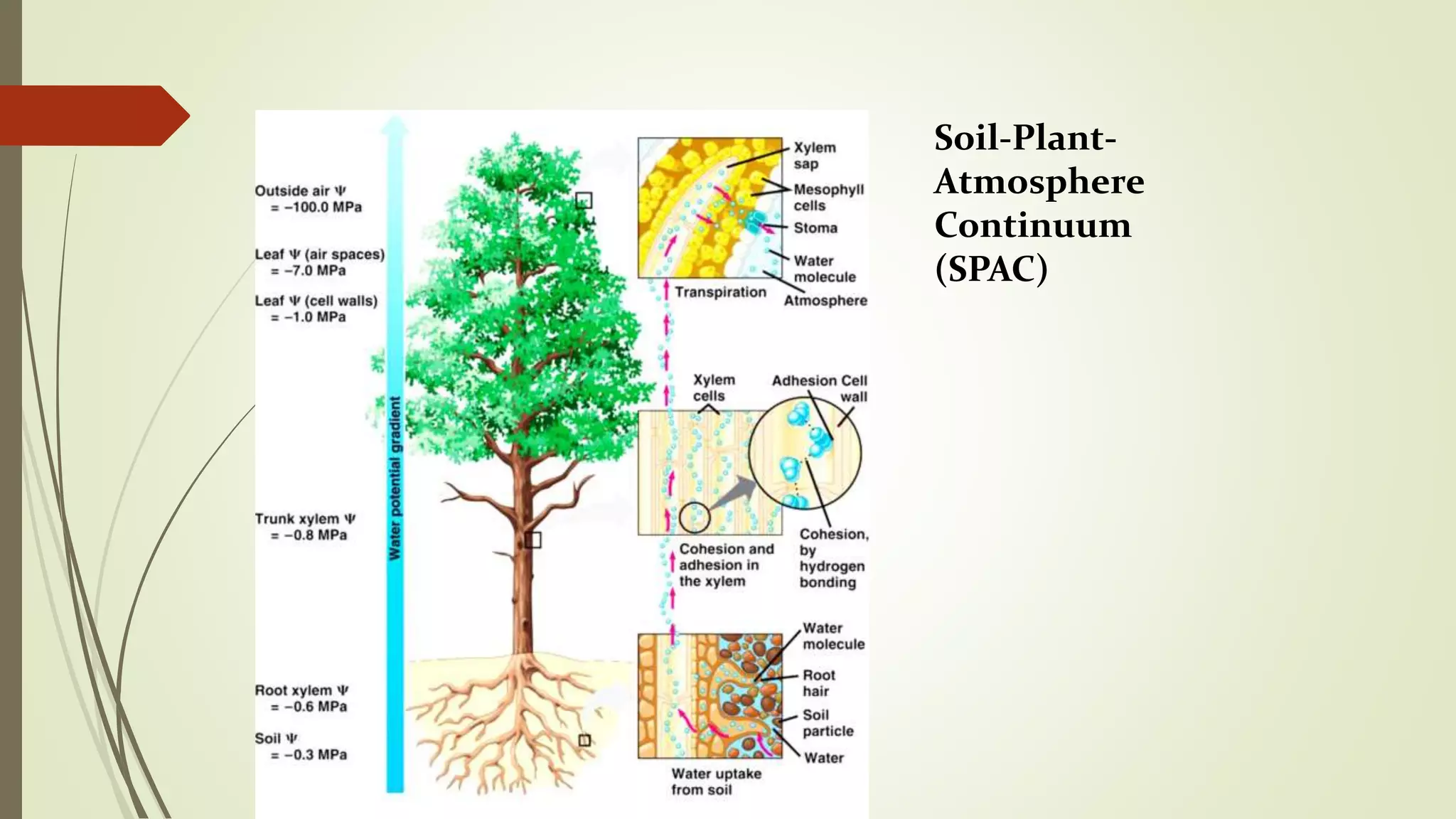 Soil Plant Atmosphere Continuum (SPAC) | PPTX