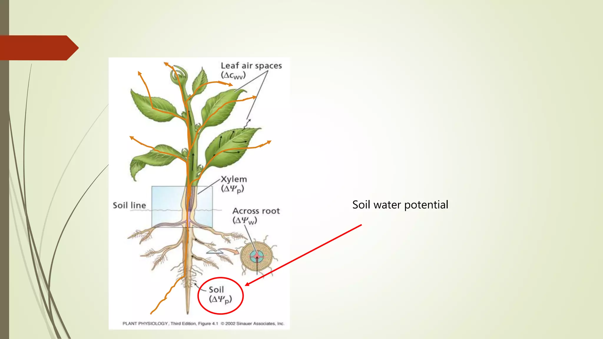 Soil Plant Atmosphere Continuum (SPAC) | PPTX