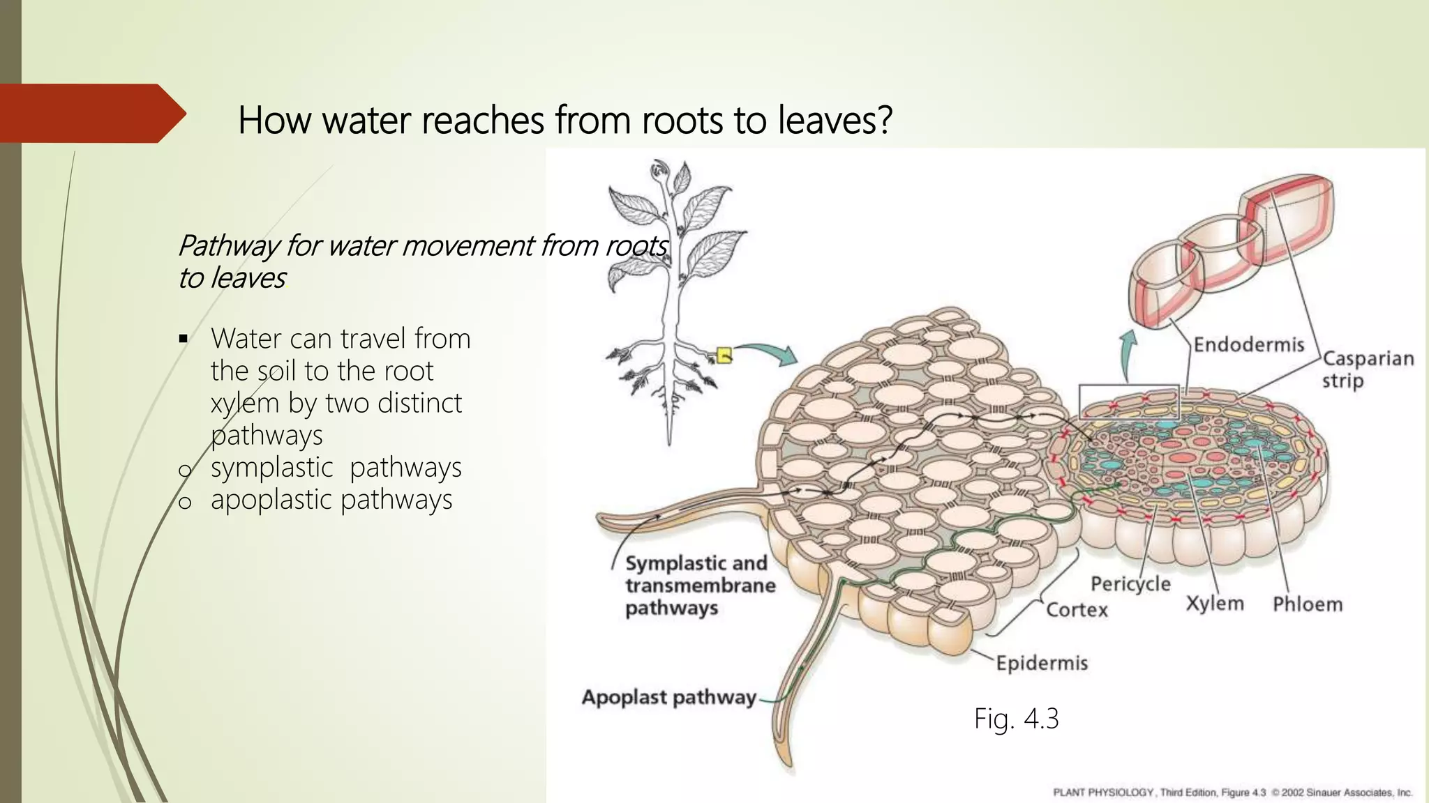 Soil Plant Atmosphere Continuum (SPAC) | PPTX