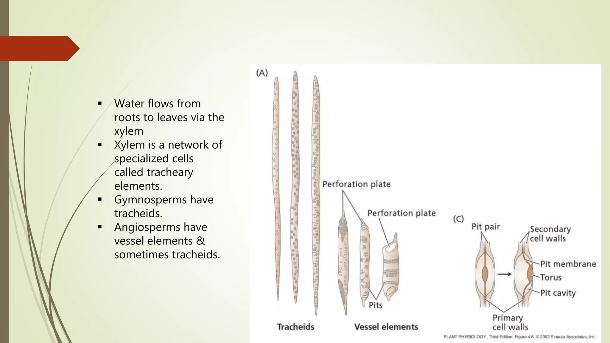 Soil Plant Atmosphere Continuum (SPAC) | PPTX