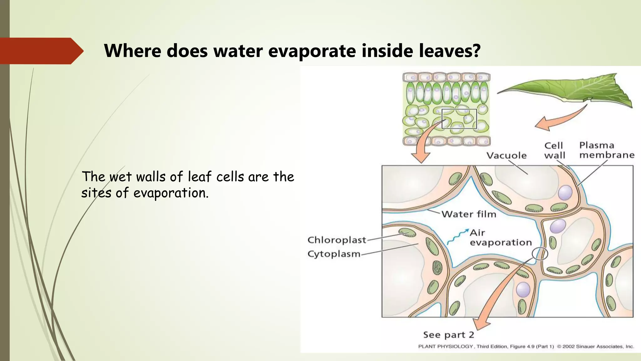 Soil Plant Atmosphere Continuum (SPAC) | PPTX