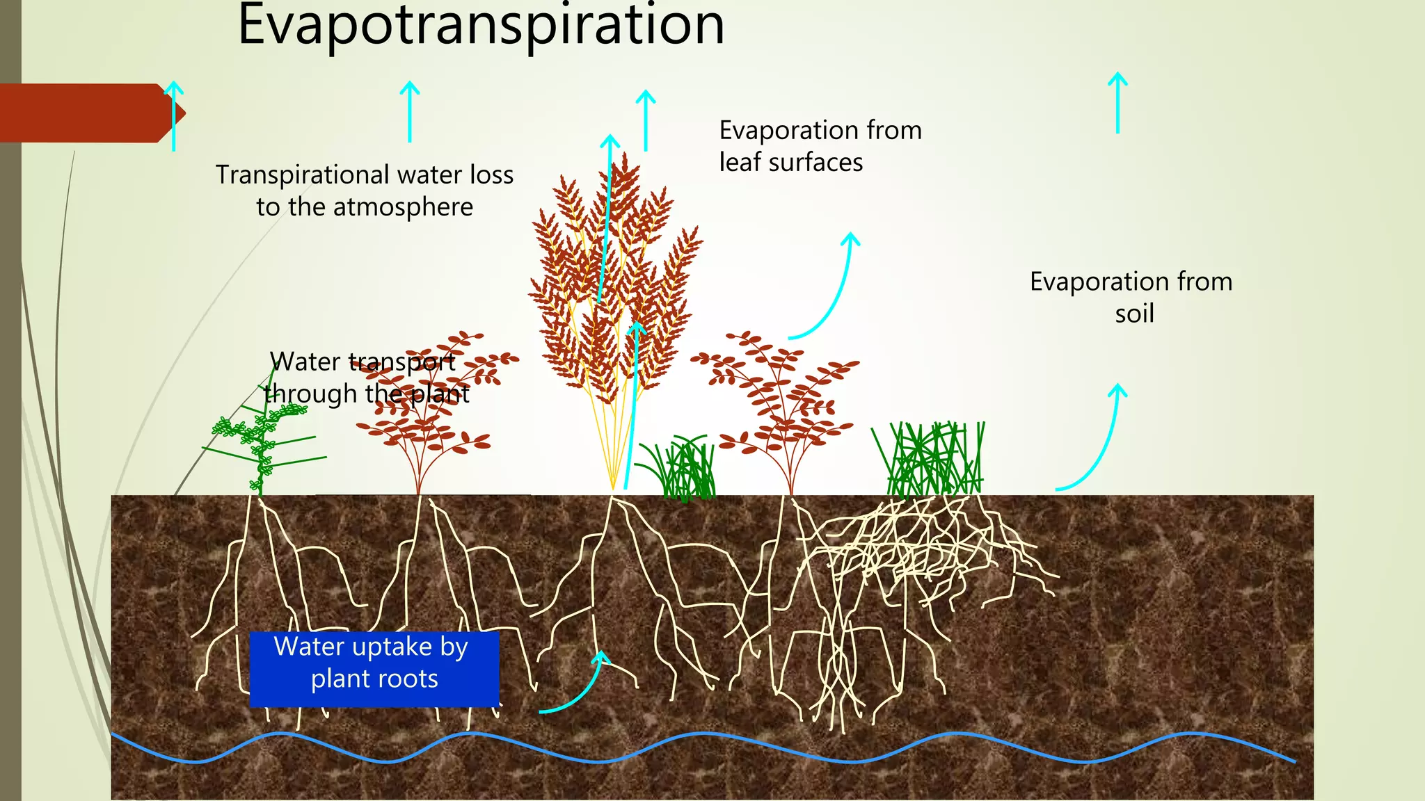 Soil Plant Atmosphere Continuum (SPAC) | PPTX