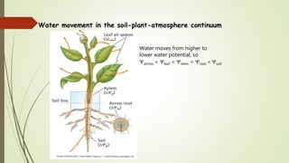 Soil Plant Atmosphere Continuum (SPAC) | PPTX