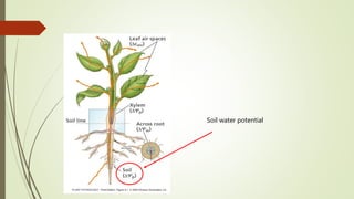 Soil Plant Atmosphere Continuum (SPAC) | PPTX