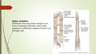 Soil Plant Atmosphere Continuum (SPAC) | PPTX