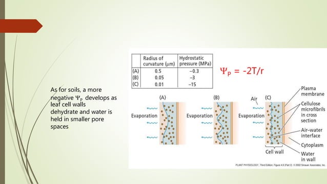 Soil Plant Atmosphere Continuum (SPAC) | PPTX | Gardening | Home & Garden