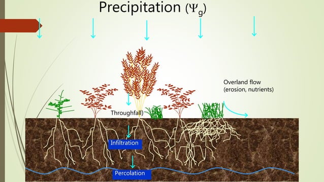 Soil Plant Atmosphere Continuum (SPAC) | PPTX | Gardening | Home & Garden