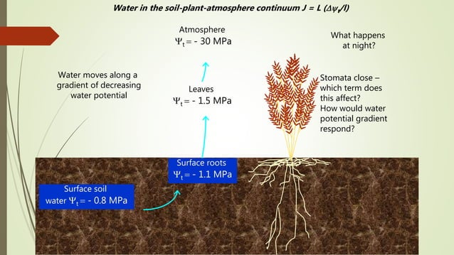 Soil Plant Atmosphere Continuum (SPAC) | PPTX | Gardening | Home & Garden