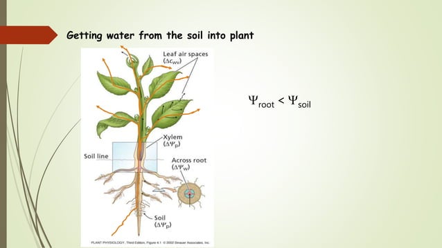 Soil Plant Atmosphere Continuum (SPAC)