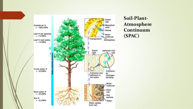 Soil Plant Atmosphere Continuum (SPAC)