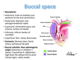 Buccal Space