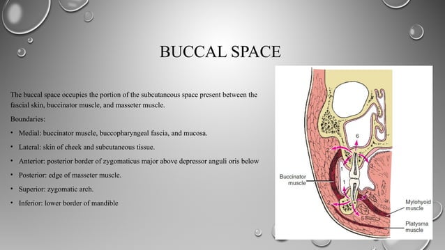 SPACE INFECTIONS.pptx of head and neck description | PPT