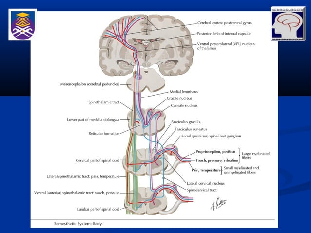 Space occupying lesions of the Brain | PPT